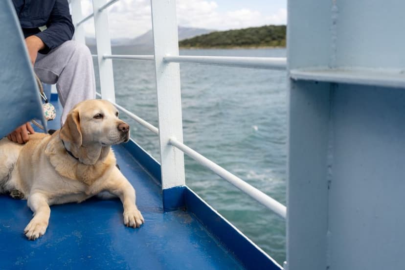 Dog on a ferry trip. Source: iStock